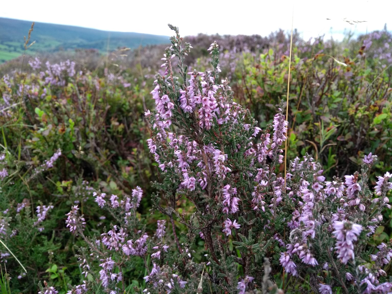 Exploring the science behind everyday plants- Heather – White Rose ...