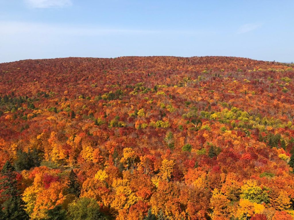 Exploring the science behind everyday plants – Maple – White Rose ...