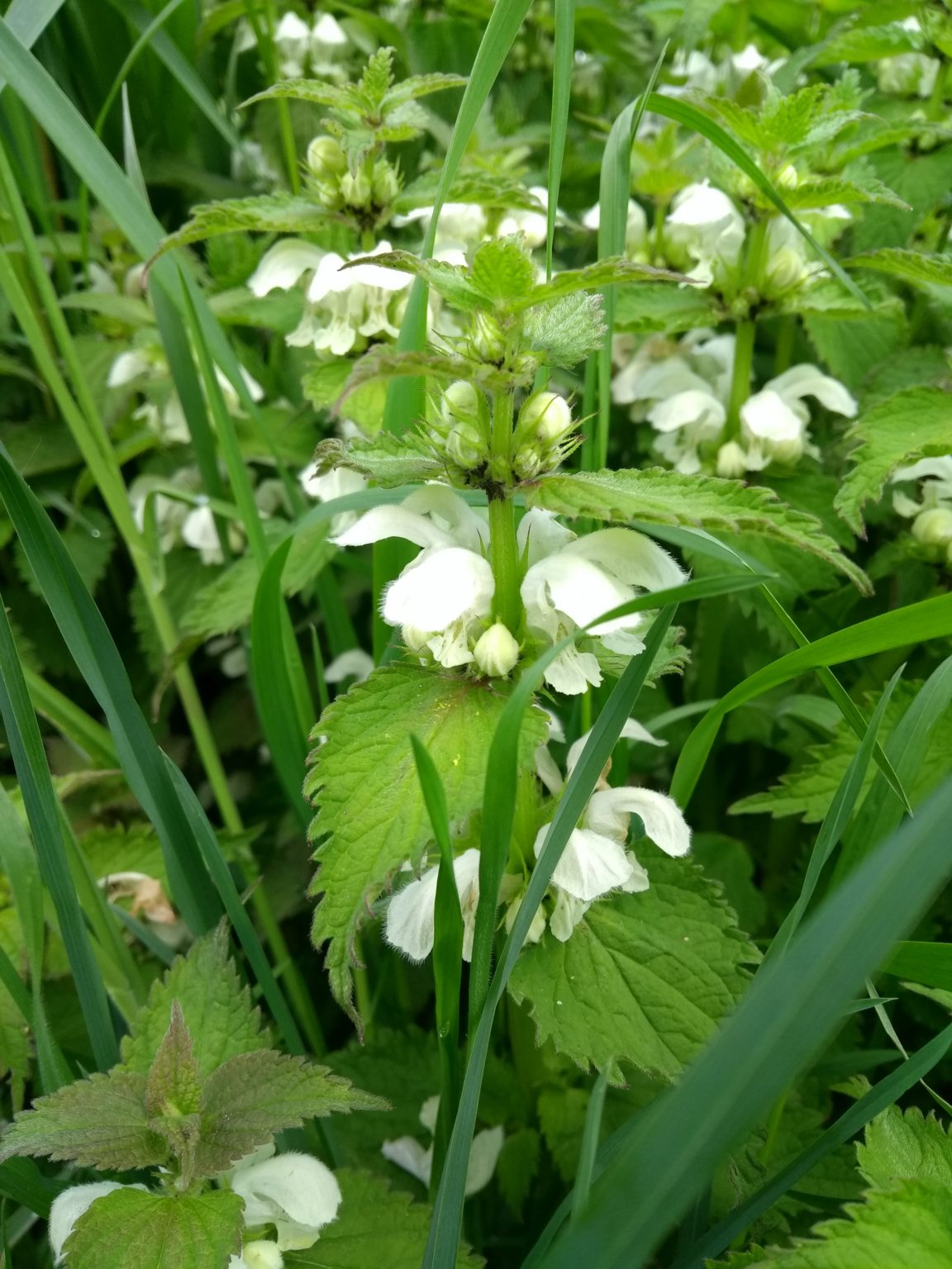 Exploring the science behind everyday plants- Stinging nettles – White ...